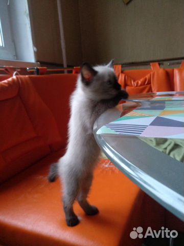 Котята- меконги