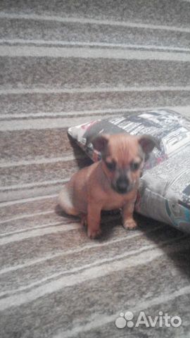 Милашки тойчики