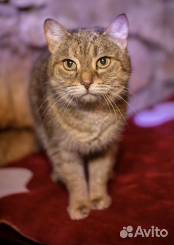 Красавица Челси