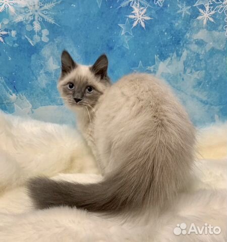 Невские маскарадные снегурочки