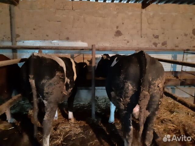 Бычки откормочные