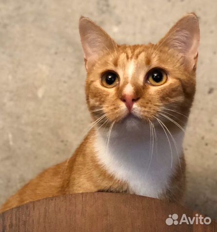 Котик в хорошие руки