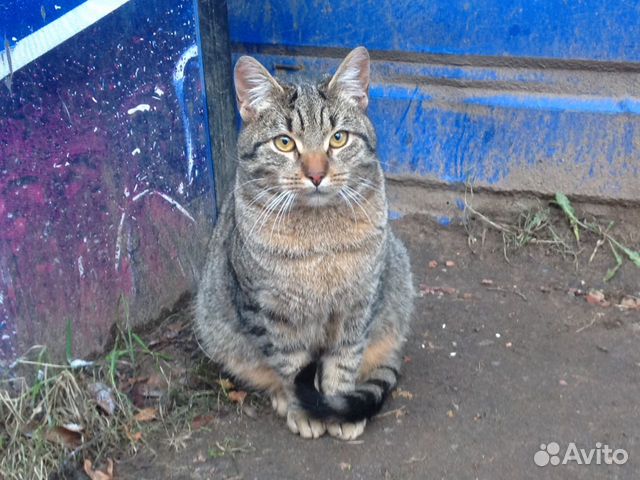 Котик Василий в поисках дома