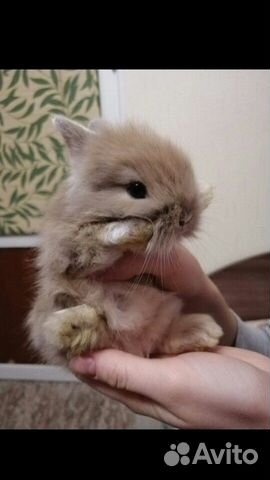 Декоративный кролик