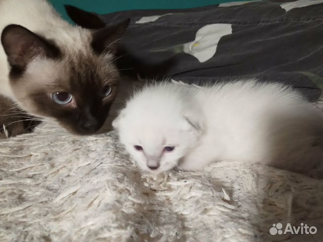 Резерв тайско-сиамских котят