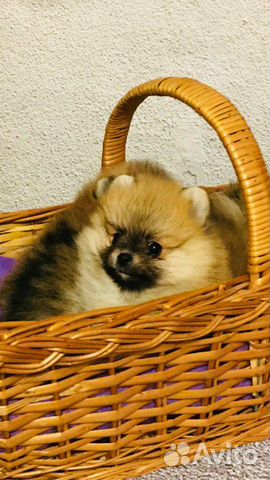 Шпицульки красотульки