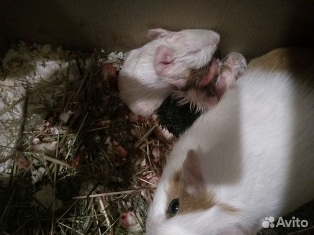 Морские свинки