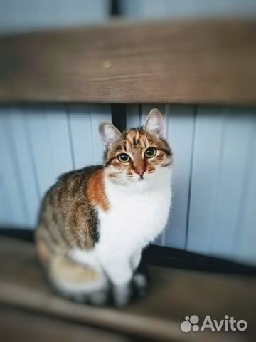 Кошечка,одна в большом мире
