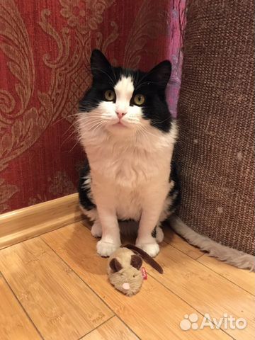 Ксюша ищет дом