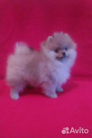 Цверг девочка и только для вас