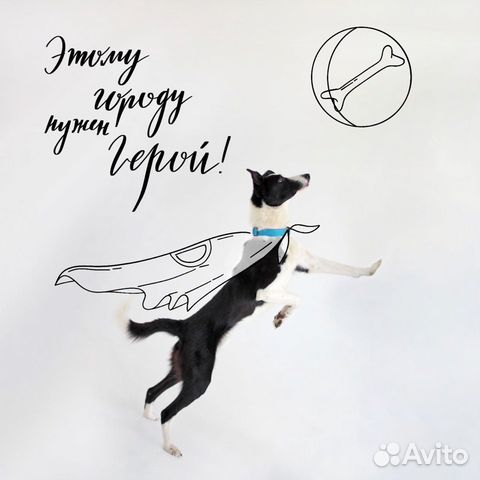 Супер - пёс Грей в добрые руки