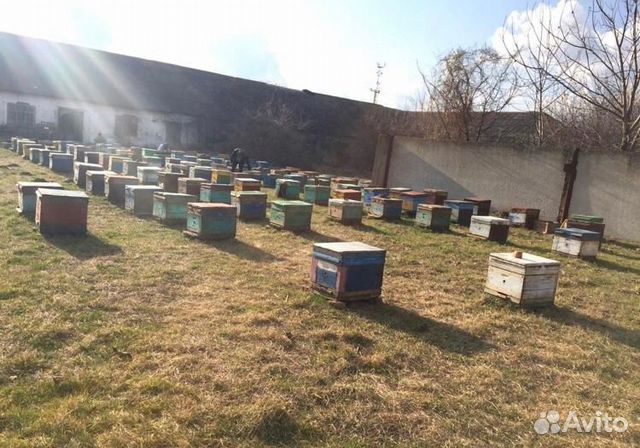 Пчёлы, семьи