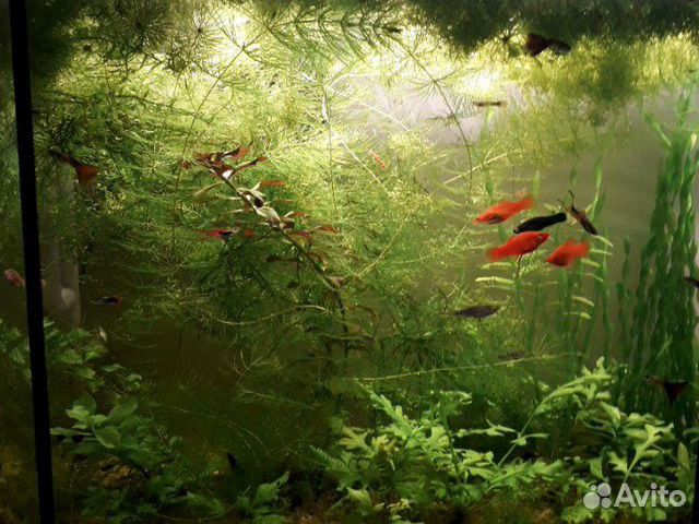 Аквариумные растения и улитки