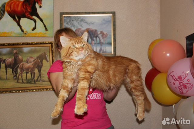 Огромное счастье)