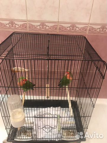 Попугай-неразлучики