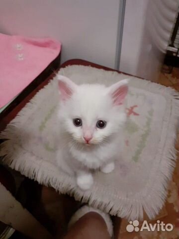 Котенок в добрые руки