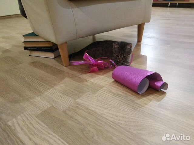Воспитанный котенок