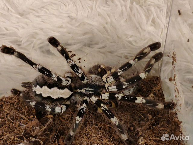 Паук тарантул регалис(regalis)