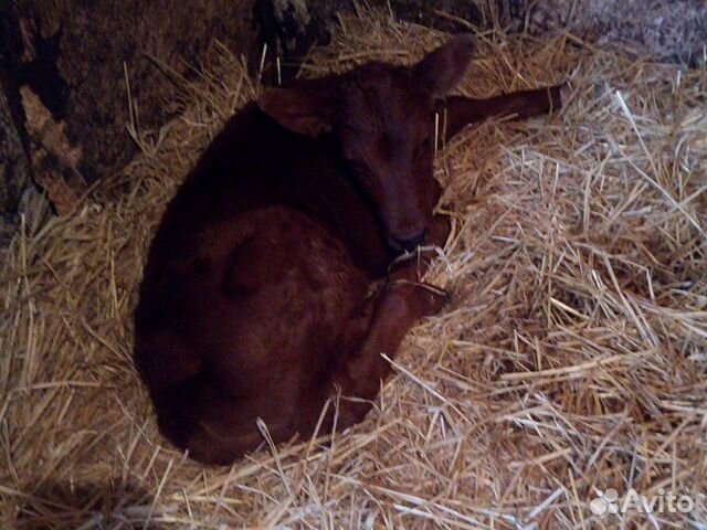 Недельный теленок