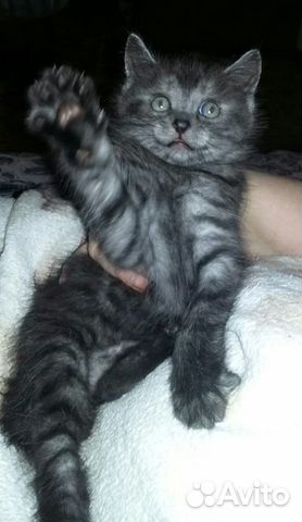 Котенок