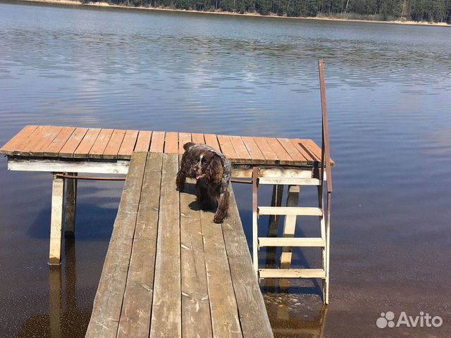 Кобель на случку