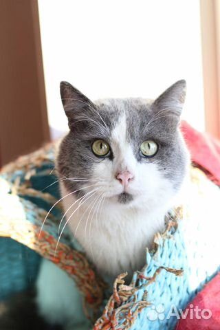 Котик Сеньор в добрые руки