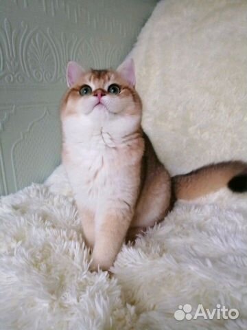 Золотой кот