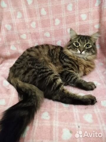 Котик Тимошка в добрые ручки