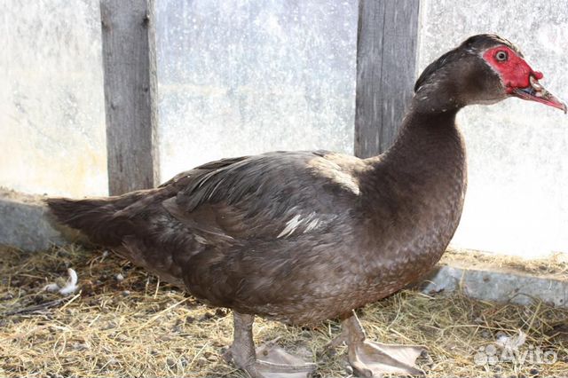 Гуси индоутки