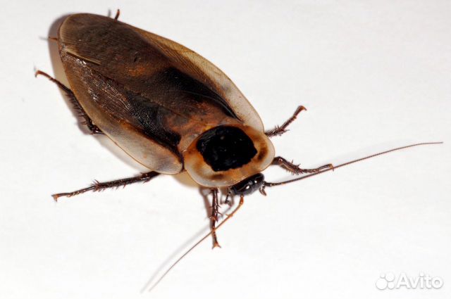 Тараканы blaberus craniifer