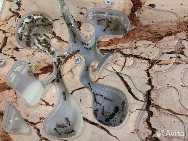 Африканские муравьи (Camponotus cf. fellah)