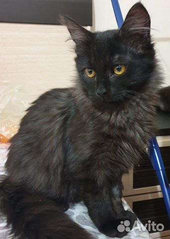 Котёнок мальчик
