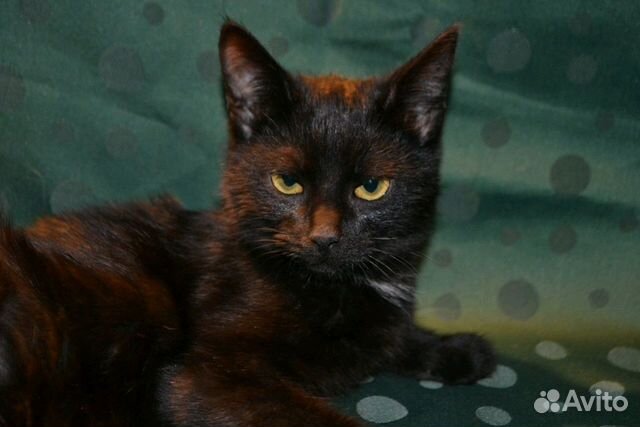 Котик с прививками