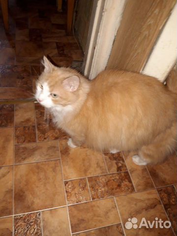 Кот Рыжуля