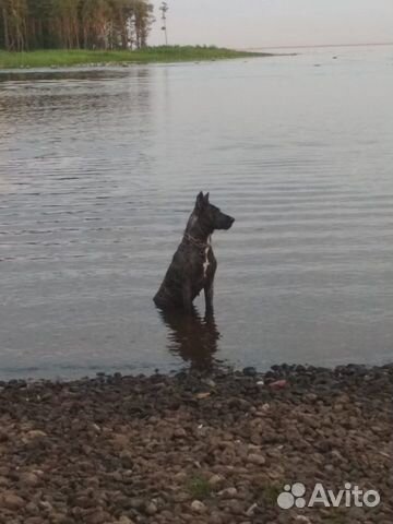 Добрые люди отзовитесь нужен хозяин