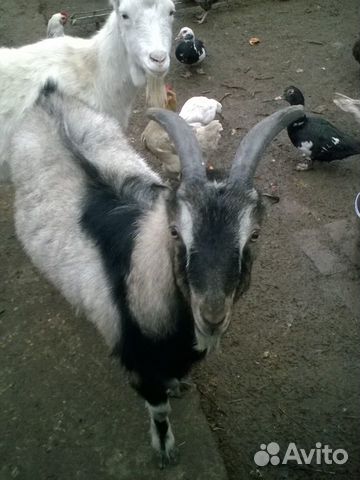 Молодой козлик