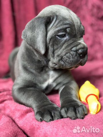 Голубоглазое сокровище