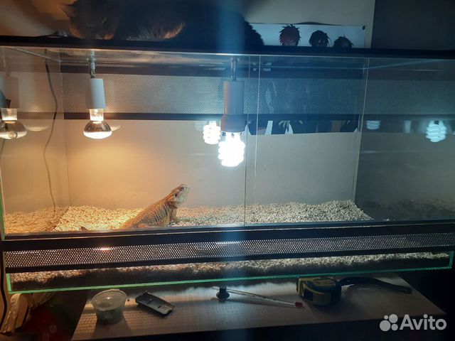 Бородатая агама с террариумом