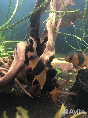 Боция клоун