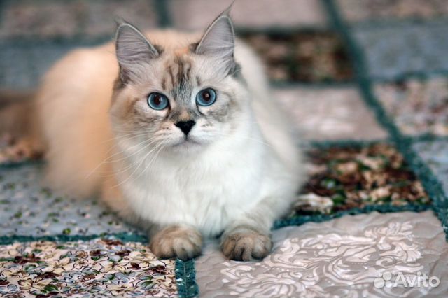 Невская маскарадная кошечка