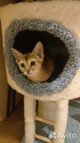 Абиссинский котенок с документами клуба