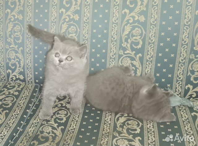 Медвежонок шотландский породы