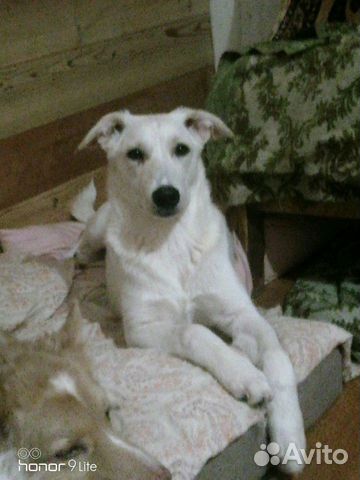 Отдадим в добрые и ответственные руки