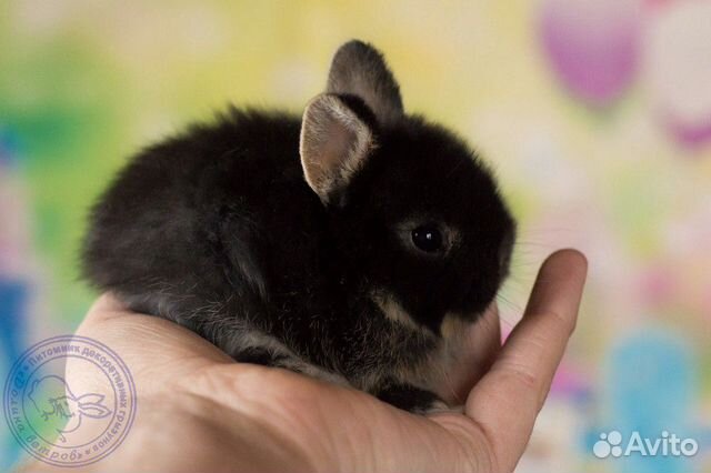 Декоративный крольчонок - домашний любимец