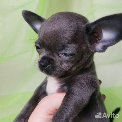 Голубая девочка чихуа