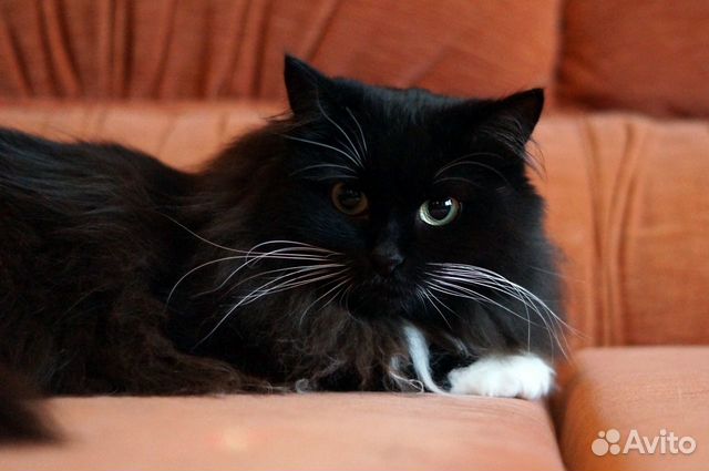 Маргоша, кошечка, примерно 2-3 года