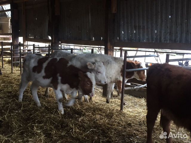 Продаются бычки