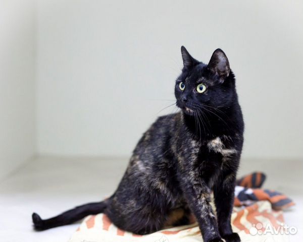 Красивая черепашковая кошечка в дар 7 мес