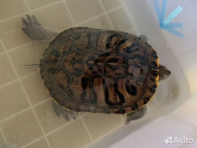 Черепаха