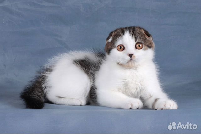 Шотландский вислоухий котик